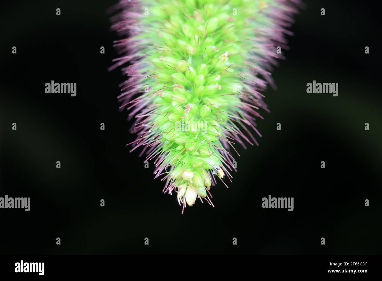 Gramineae flower hi-res stock photography and images - Alamy