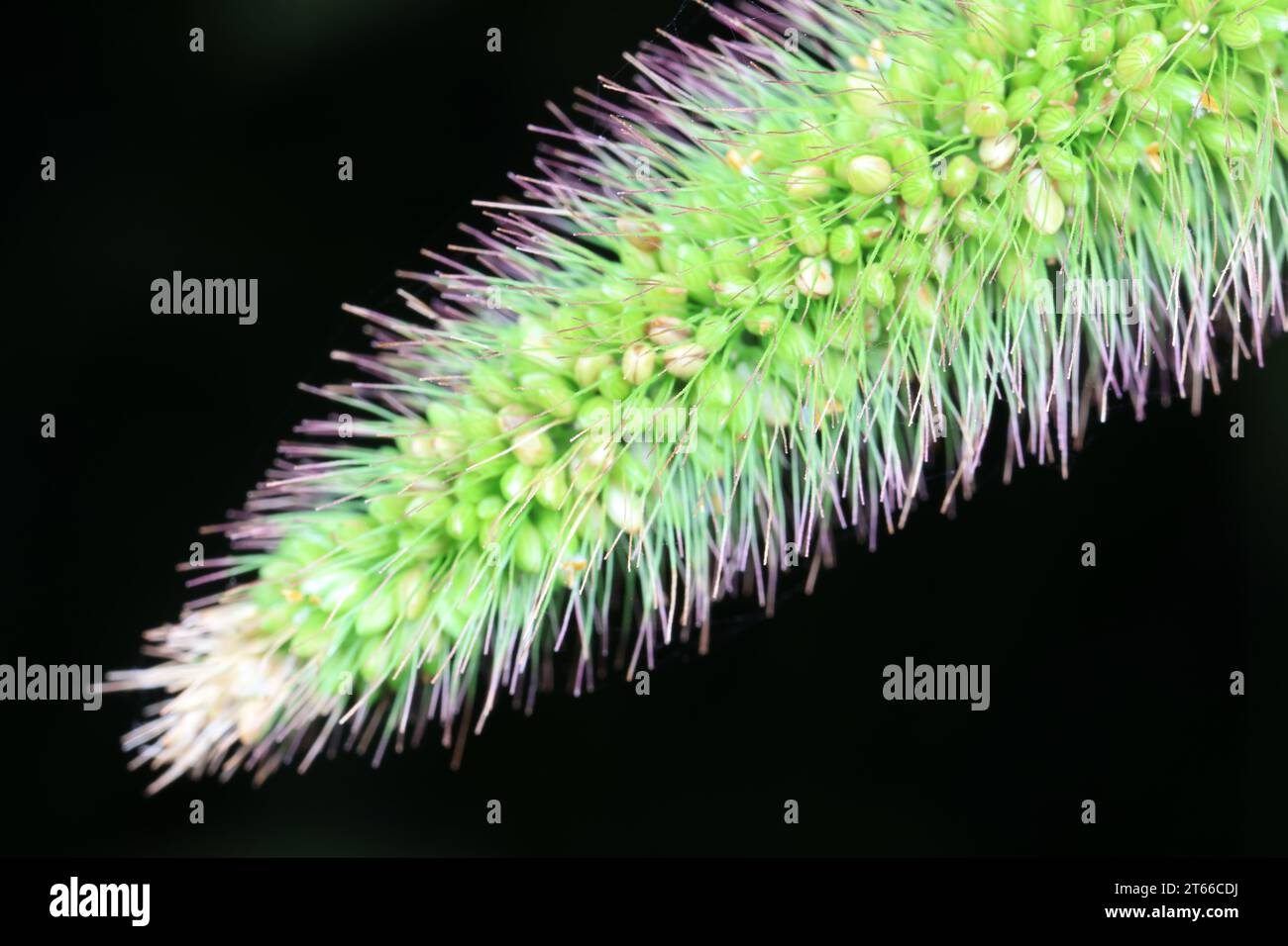 Gramineae flower hi-res stock photography and images - Alamy