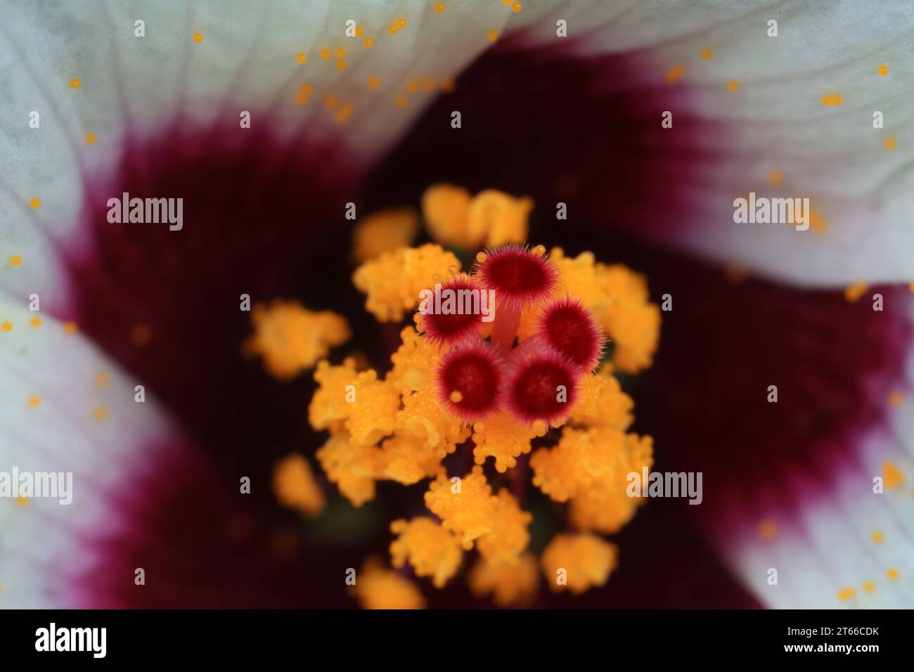 Anther of wild watermelon seedling of Malvaceae Stock Photo - Alamy