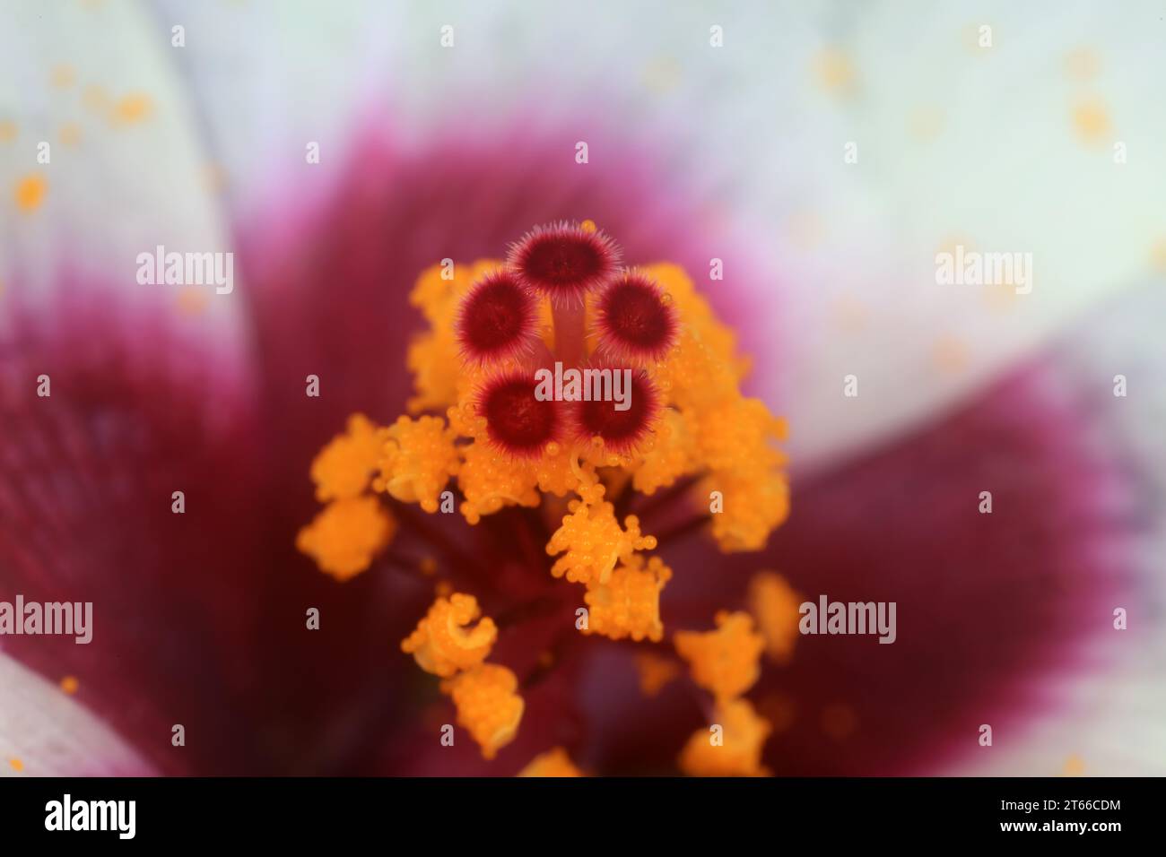 Anther of wild watermelon seedling of Malvaceae Stock Photo - Alamy