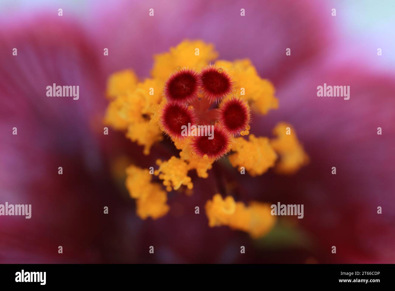 Anther of wild watermelon seedling of Malvaceae Stock Photo - Alamy