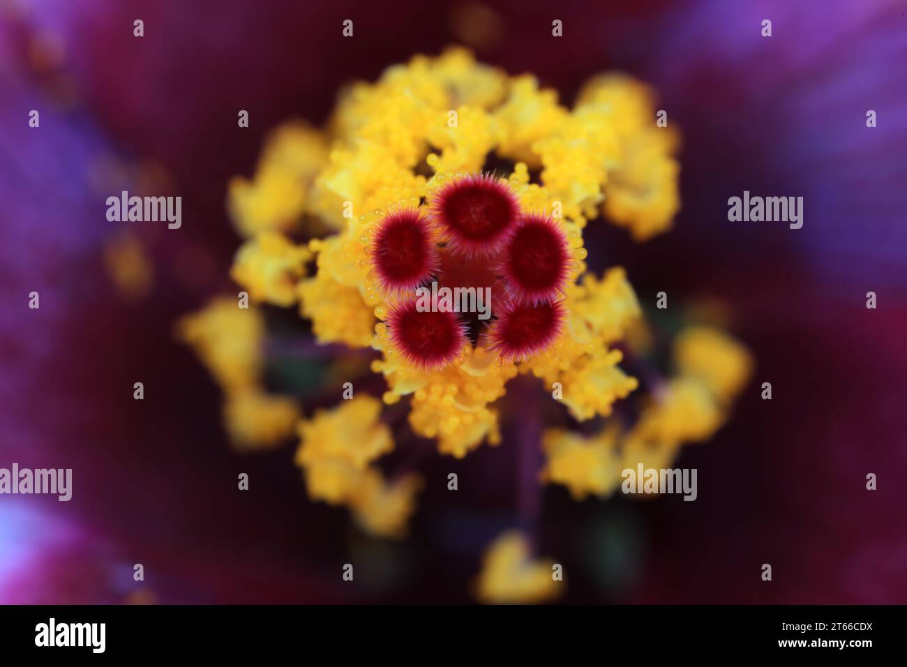 Anther of wild watermelon seedling of Malvaceae Stock Photo - Alamy