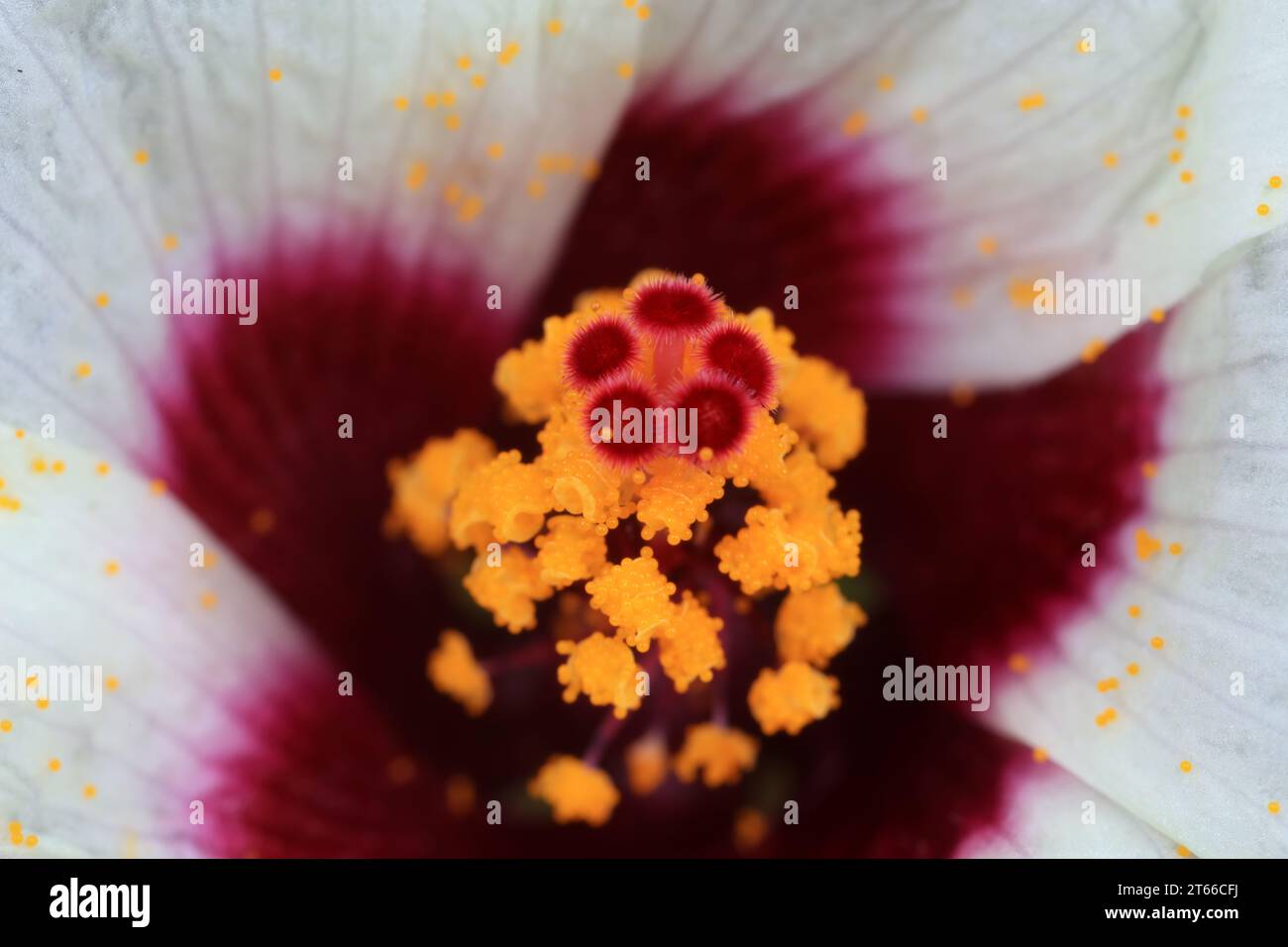 Anther of wild watermelon seedling of Malvaceae Stock Photo - Alamy