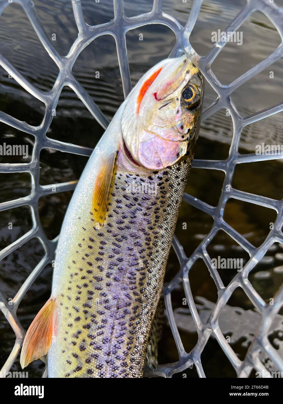 Native Coastal Cutthroat Trout in Net Stock Photo - Alamy