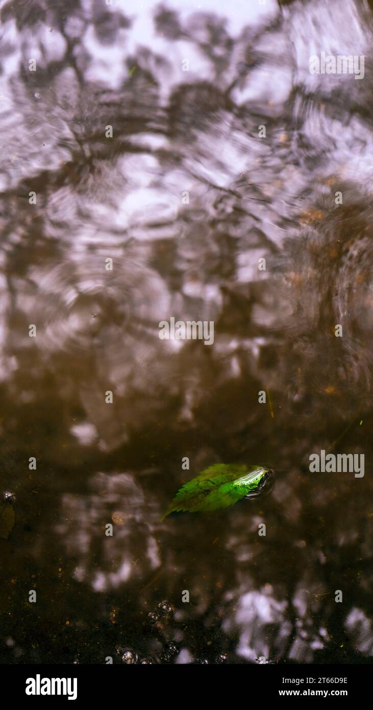 Nature concept background wallpaper of puddle Stock Photo - Alamy