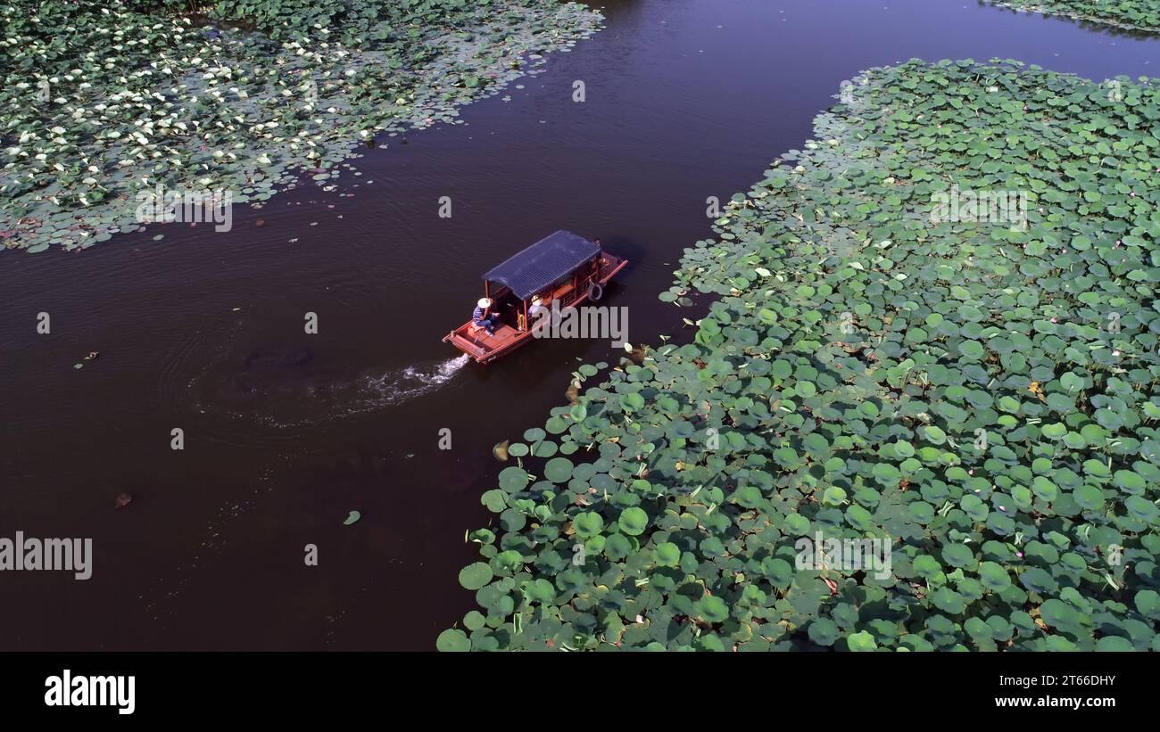 Aerial photographs, lotus-blooming ponds Stock Photo - Alamy
