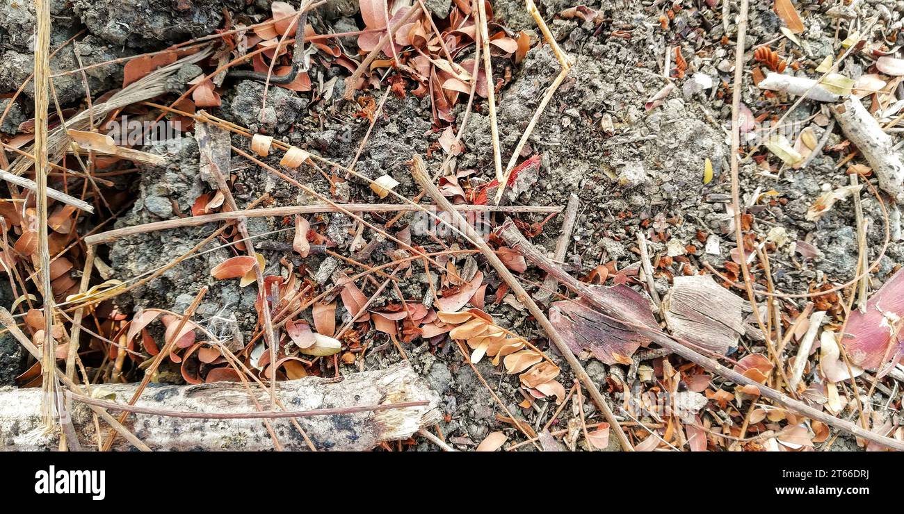 Nature concept background and wallpaper Stock Photo - Alamy