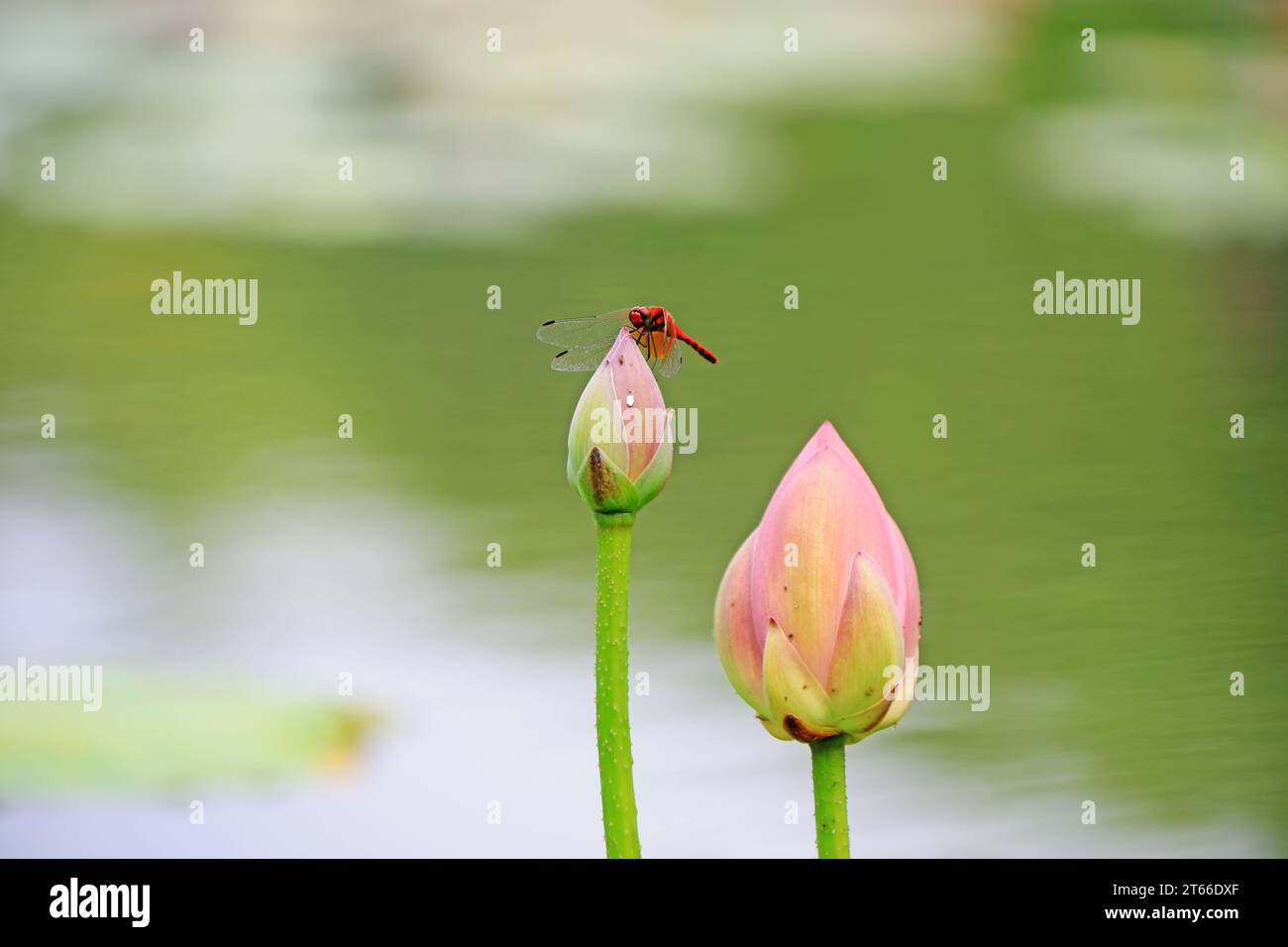 Spring flowers plants dragonflies hi-res stock photography and images ...