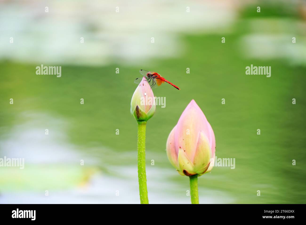 Spring flowers plants dragonflies hi-res stock photography and images ...