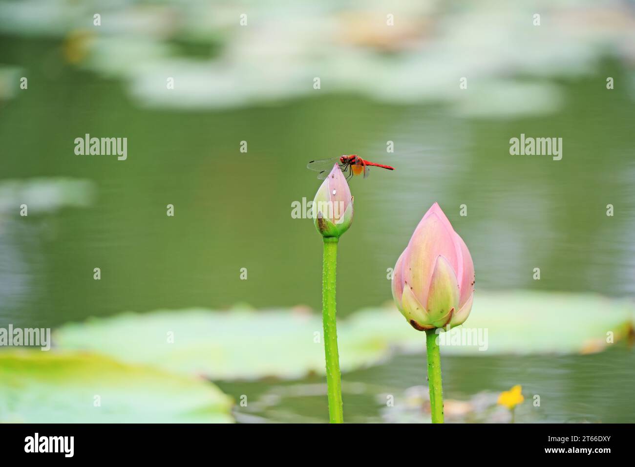 Spring flowers plants dragonflies hi-res stock photography and images ...