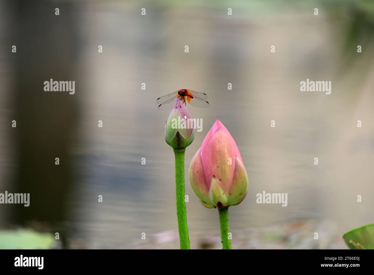 Spring flowers plants dragonflies hi-res stock photography and images ...