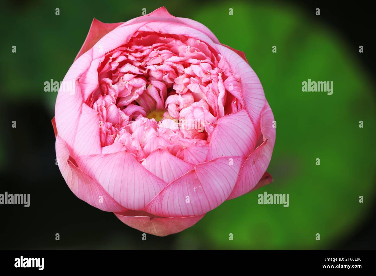 Beautiful pink lotus, close-up photos Stock Photo - Alamy