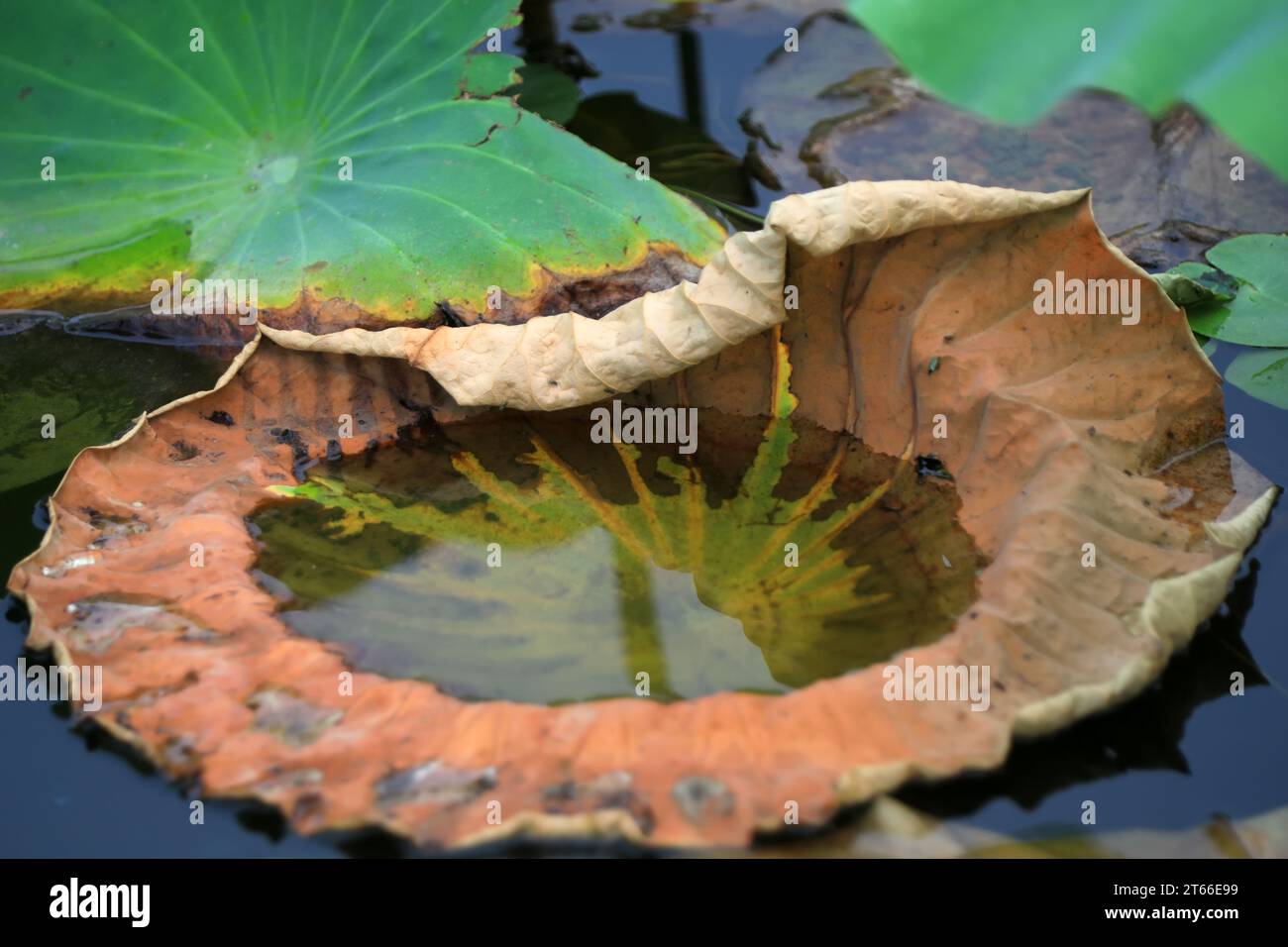 Broken lotus leaves in the pond Stock Photo - Alamy