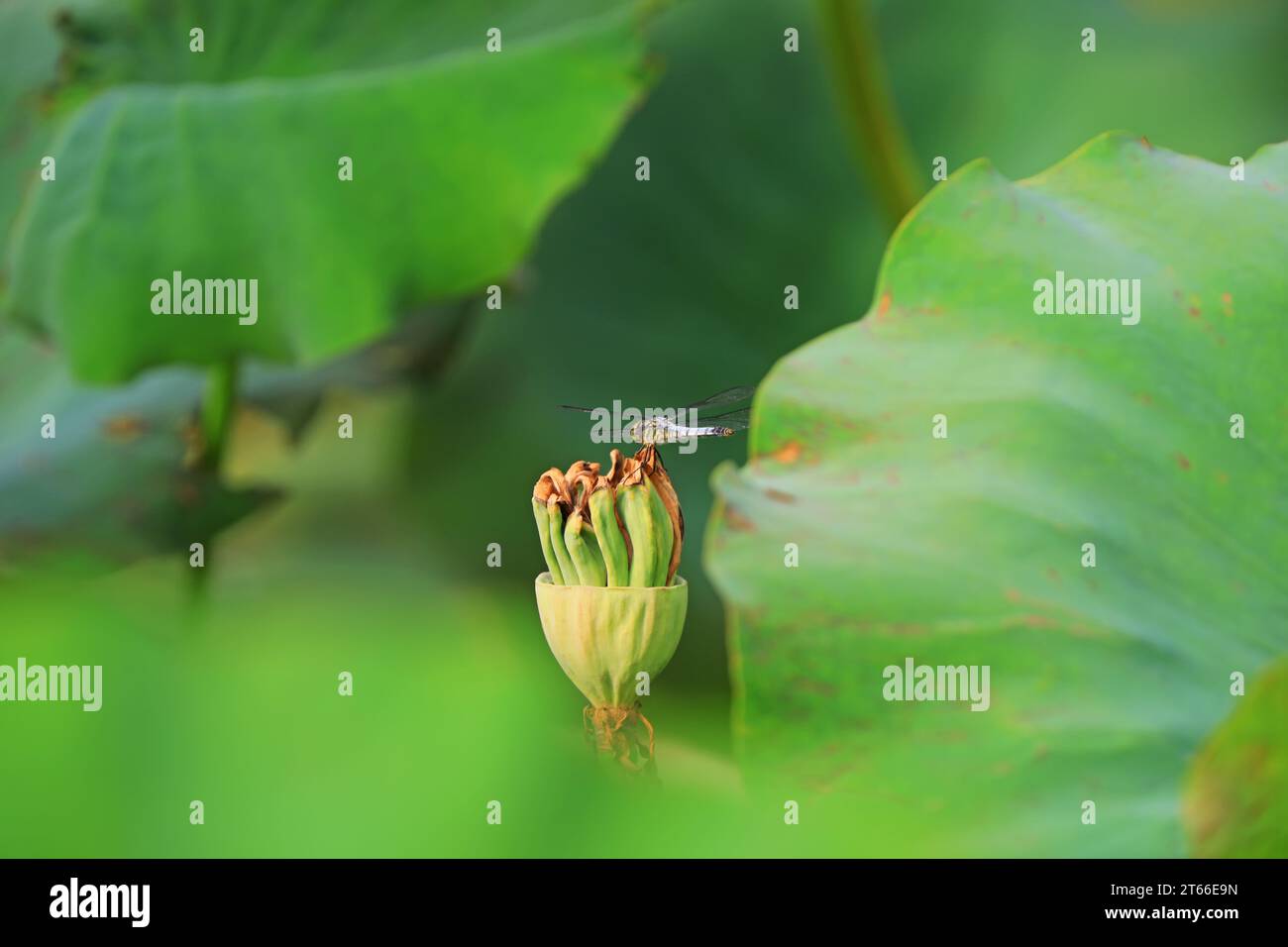 Lotus flower bud and seed pod hi-res stock photography and images - Alamy