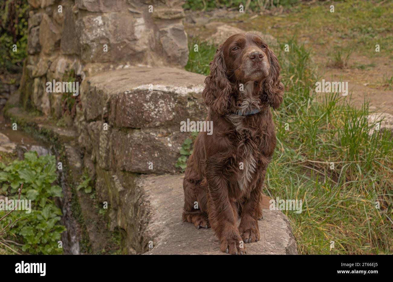 Old Chocolate Working Cocker Spaniel sat on a wall by a stream Stock ...