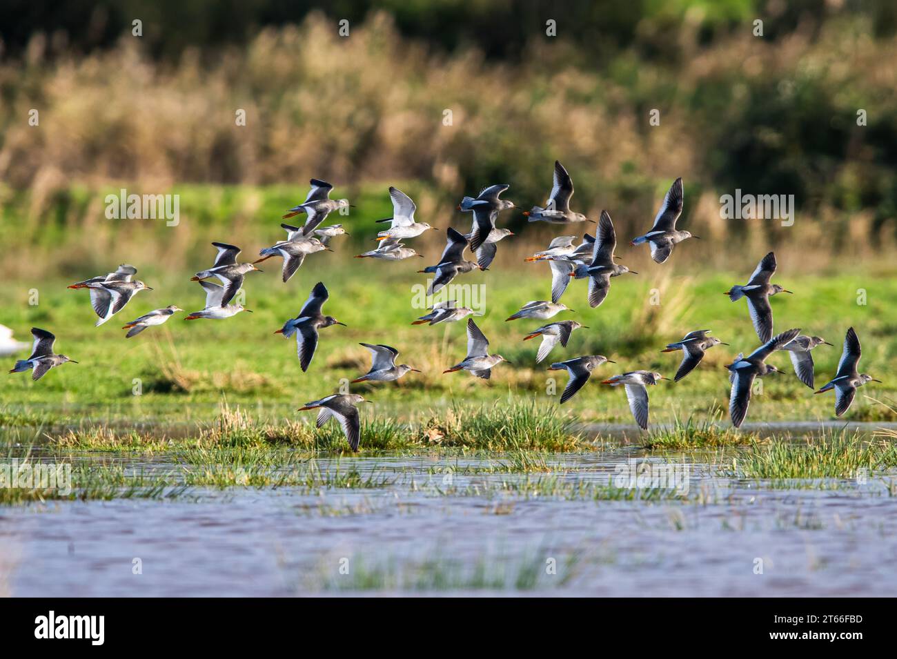 Redshank, Tringa totanus, birds in flight over Marshes Stock Photo - Alamy