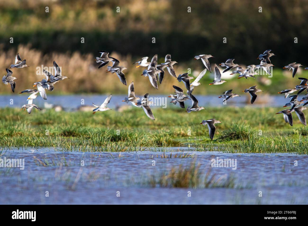 Redshank, Tringa totanus, birds in flight over Marshes Stock Photo - Alamy