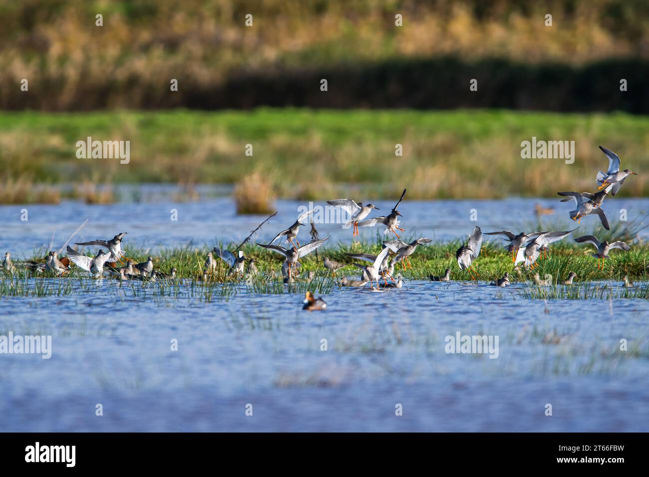 Redshank, Tringa totanus, birds in flight over Marshes Stock Photo - Alamy