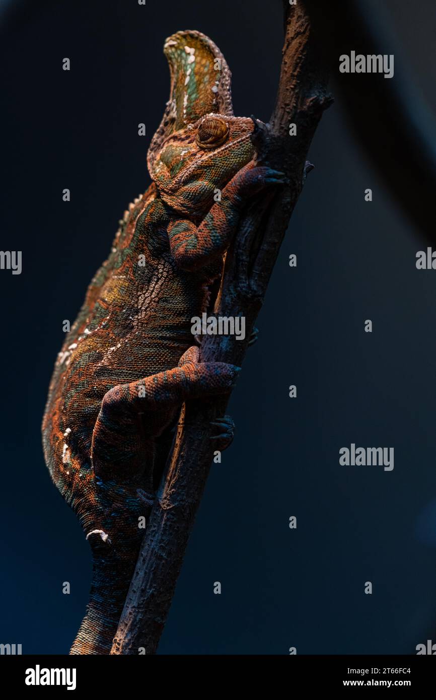 Lizard, dragon, Chameleon, Blue-crested Lizard, Indo-Chinese Forest ...
