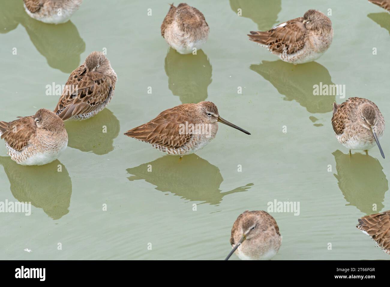 A Long billed Dowitcher Resting in a Wetland in the Port Aransas ...