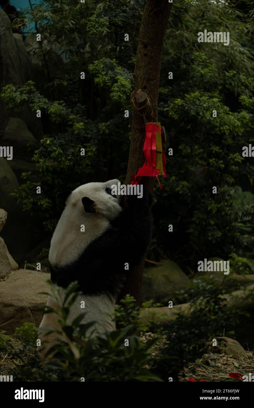 Panda climbing the tree and eating bamboo stick decorated for the ...