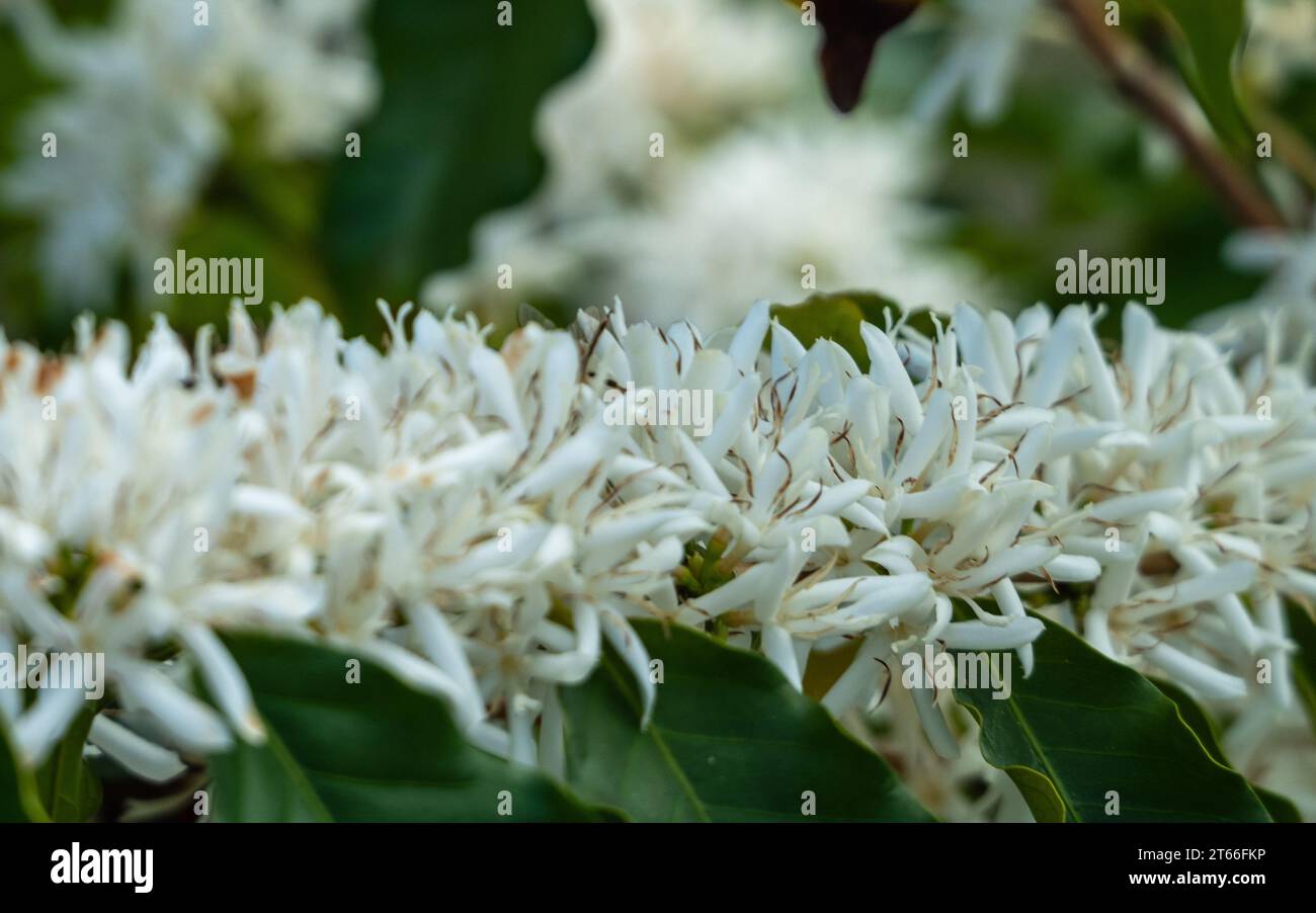 Coffee Arabica tree flowering, profusion white flowers and green leaves ...