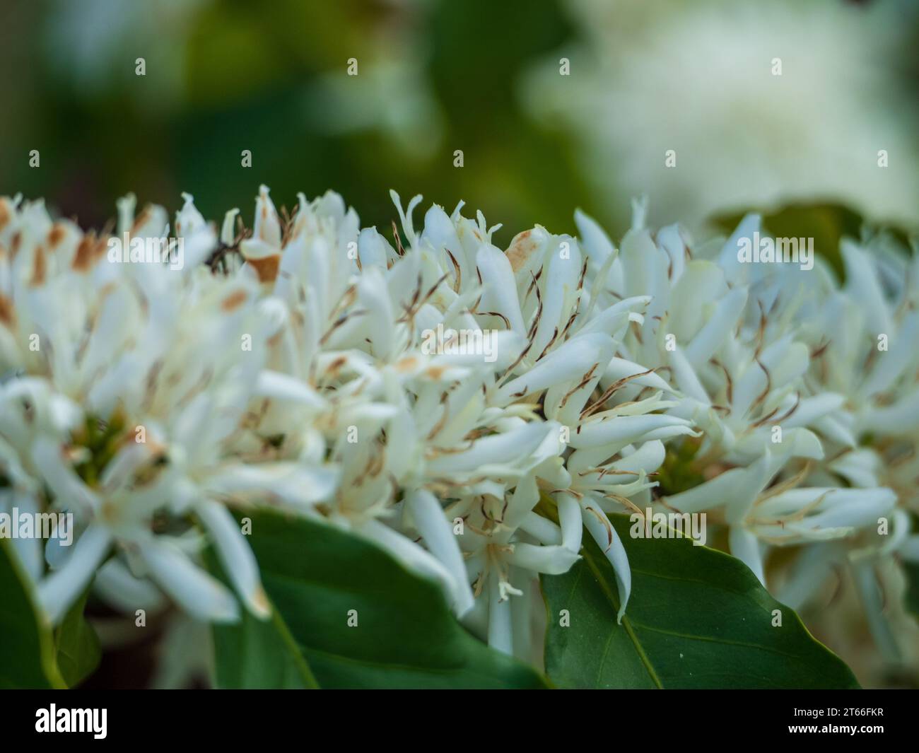 Coffee Arabica tree flowering, profusion white flowers and green leaves ...