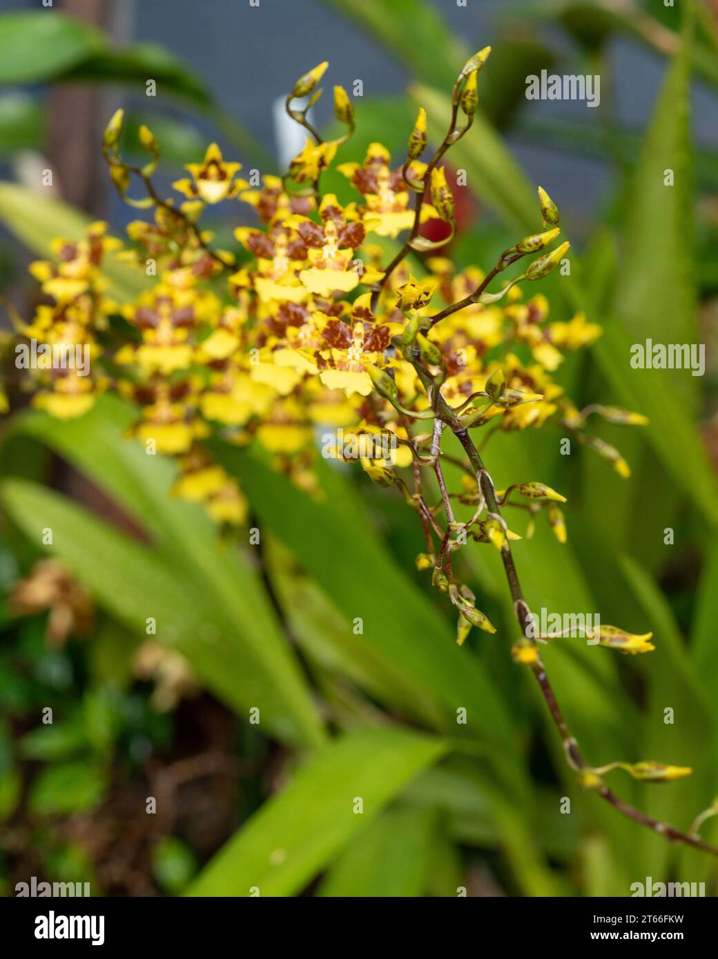 Oncidium orchids, Oncidium sphacelatum, branched flower spikes of ...