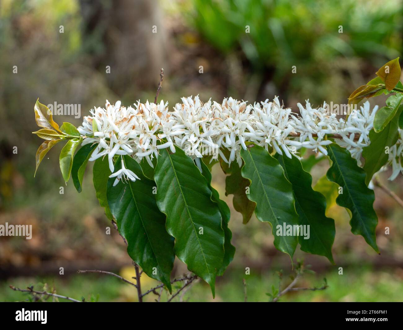 Coffee Arabica tree flowering, profusion white flowers and green leaves ...