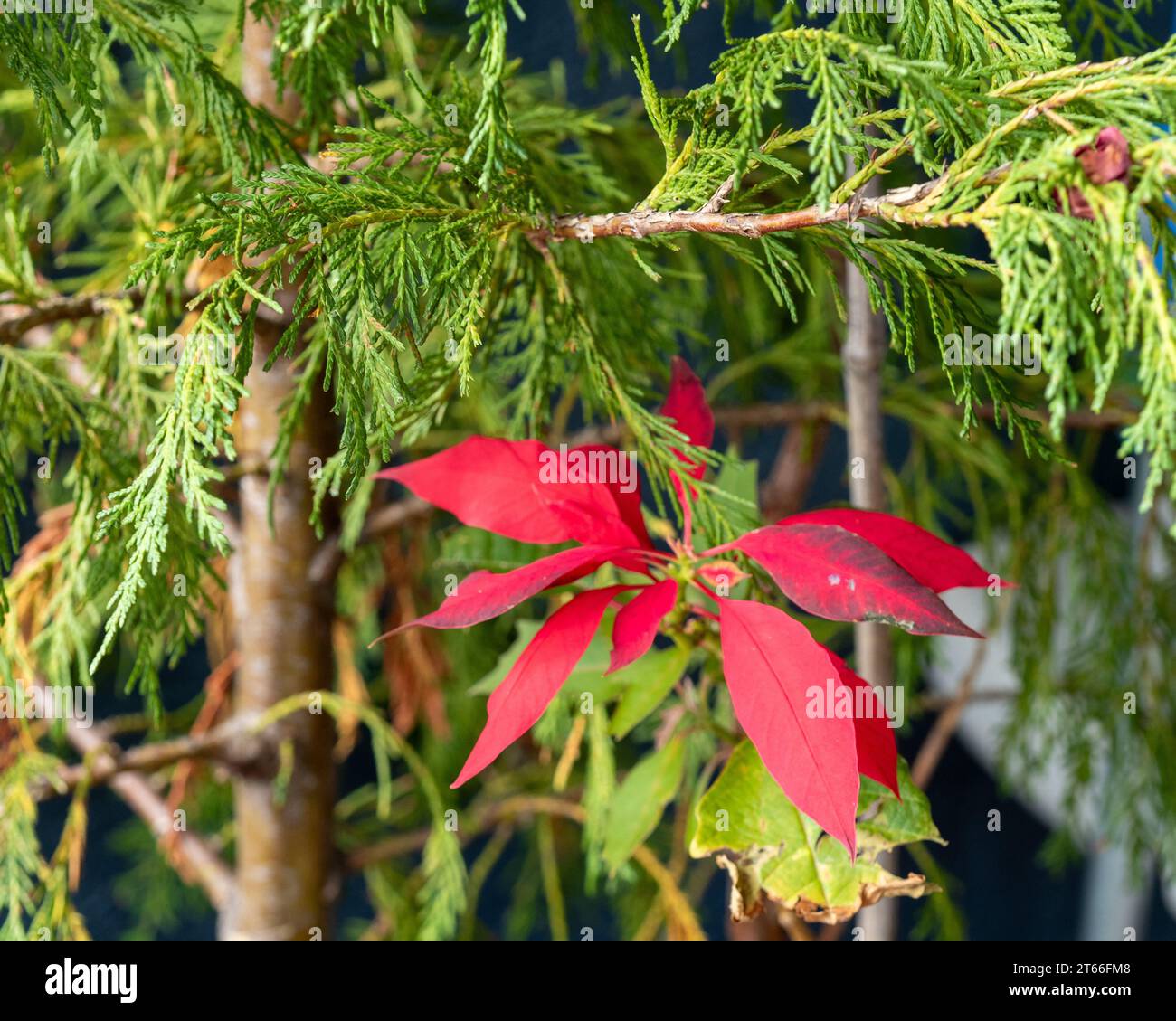 Scarlet bracts hi-res stock photography and images - Alamy