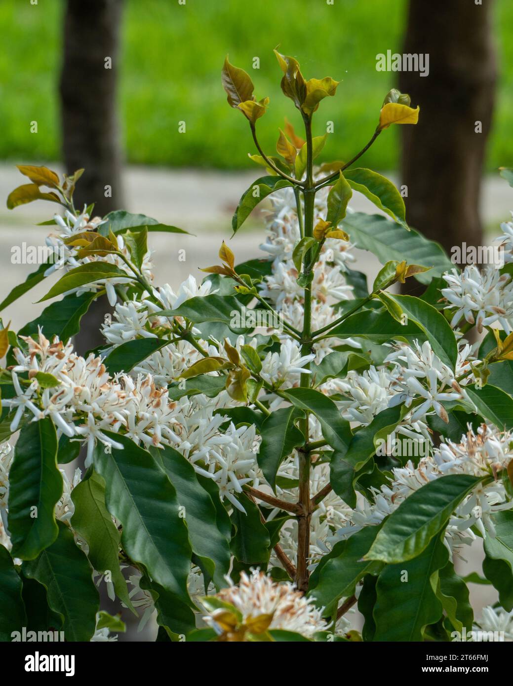 Coffee Arabica tree flowering, profusion white flowers and green leaves ...
