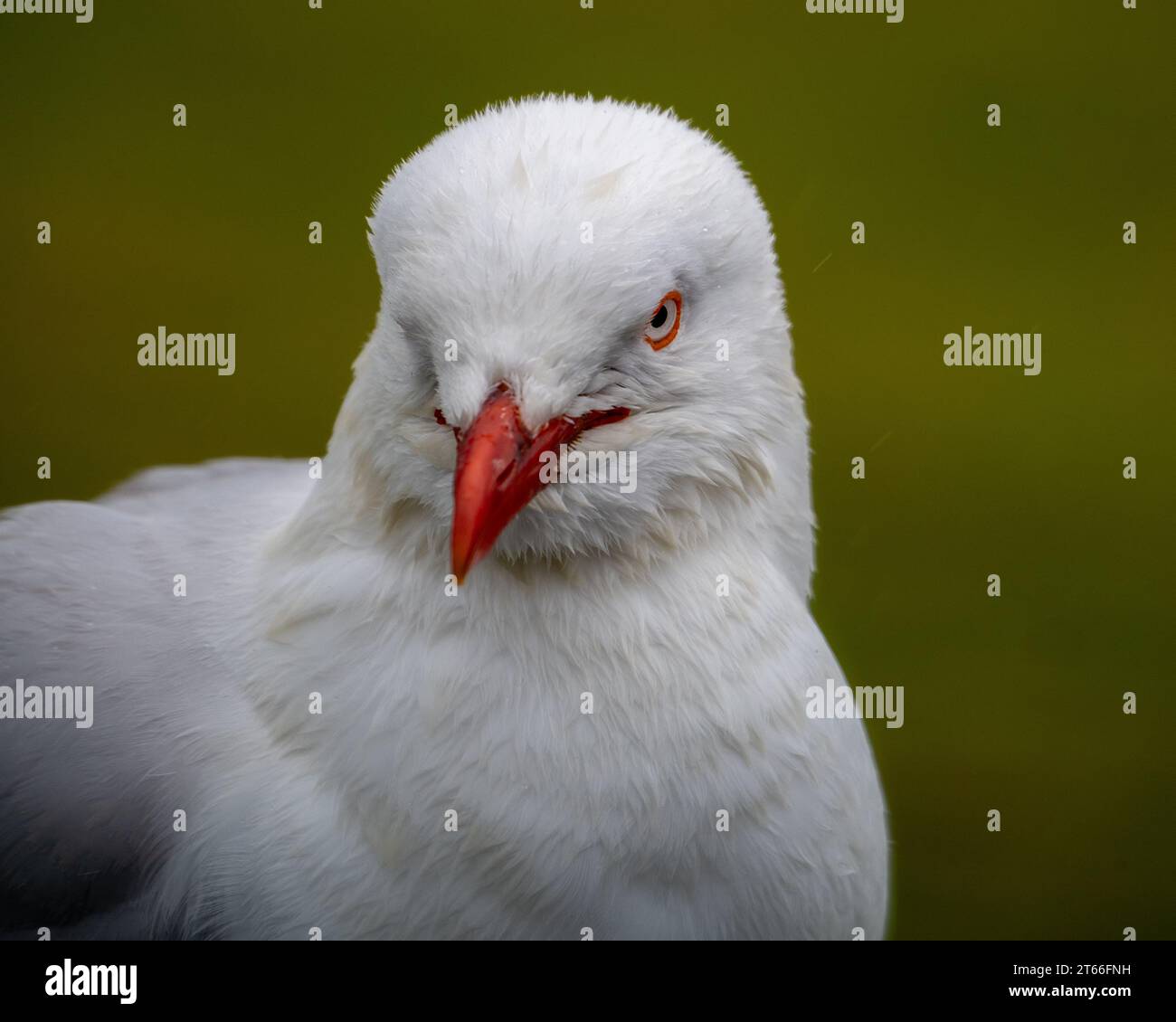 Australian Silver Gull closeup, face and head, wet feather from the ...