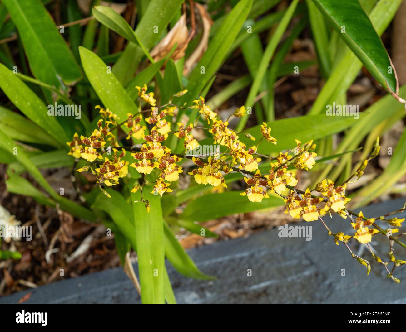 Red flowers with dark markings hi-res stock photography and images - Alamy