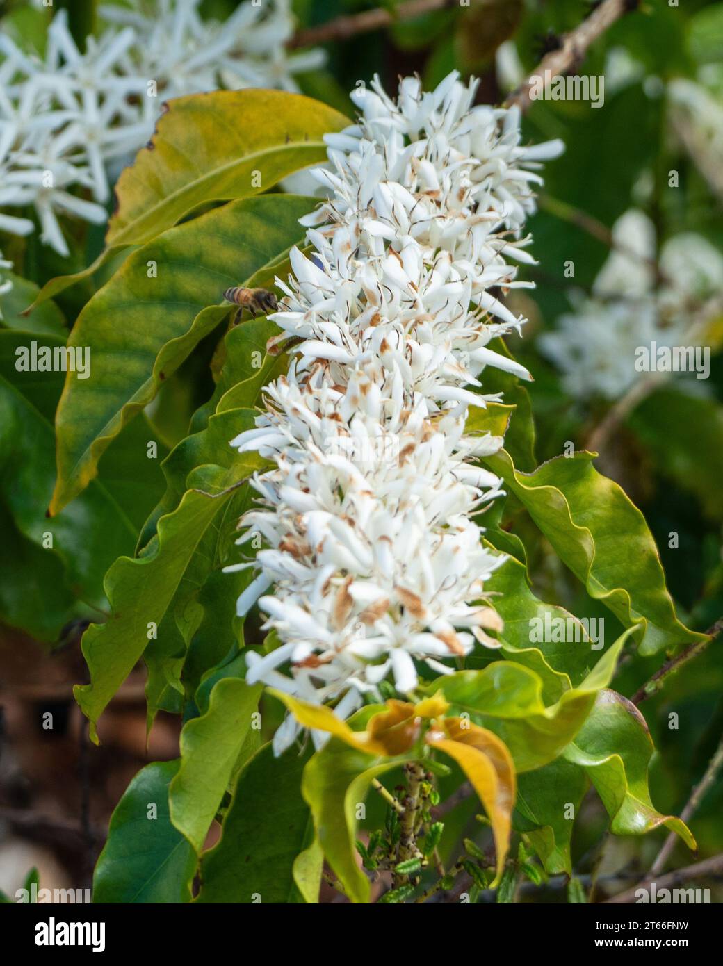 Coffee Arabica tree flowering, profusion white flowers and green leaves ...