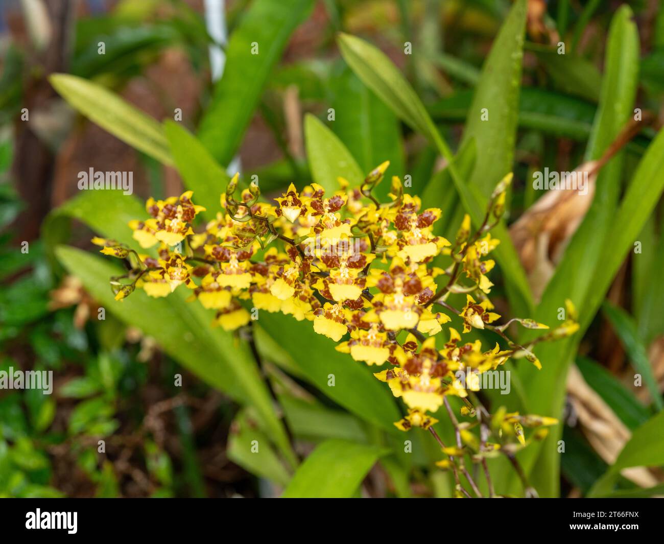 Kandyan dancer orchids hi-res stock photography and images - Alamy