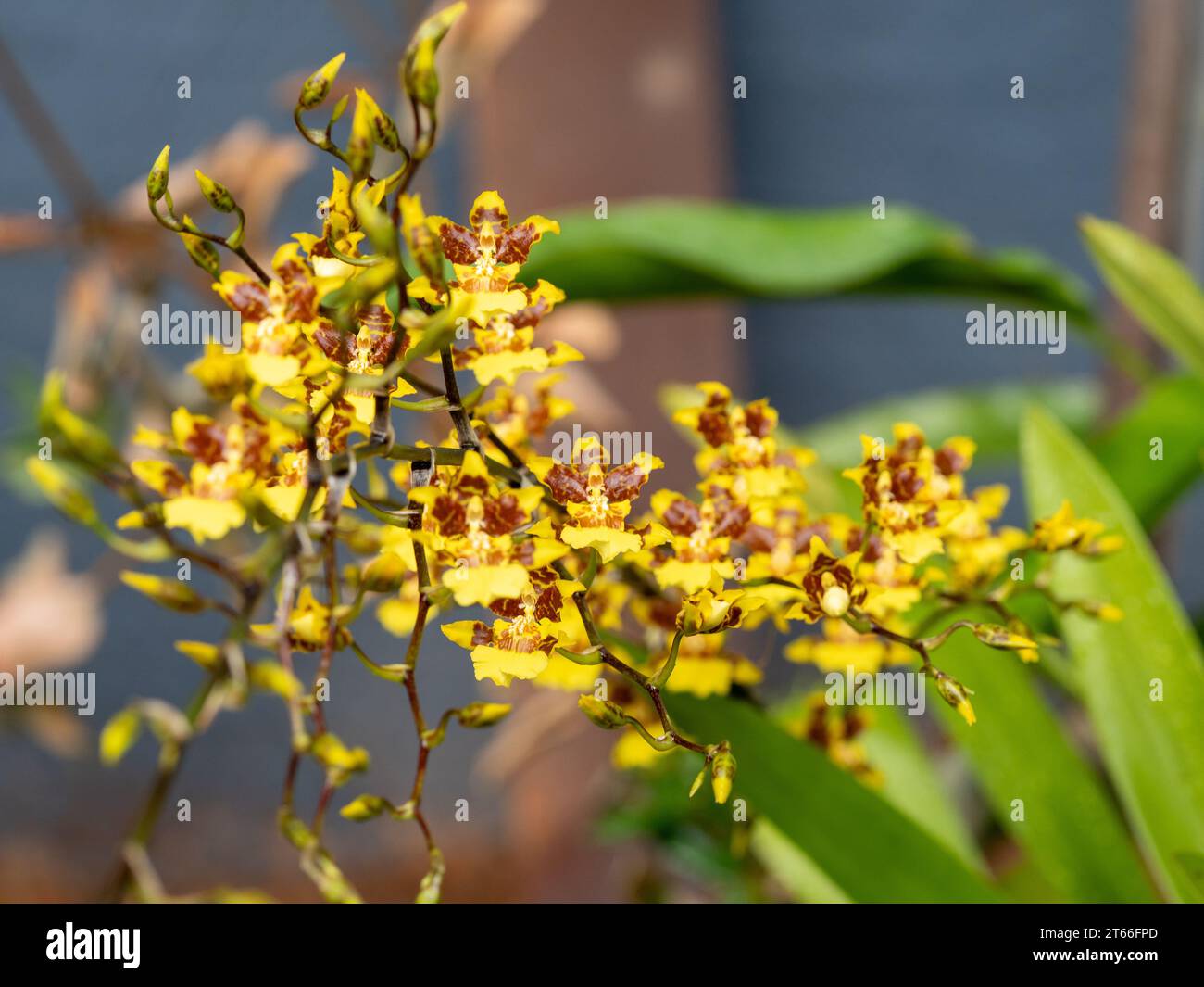 Kandyan dancer orchids hi-res stock photography and images - Alamy