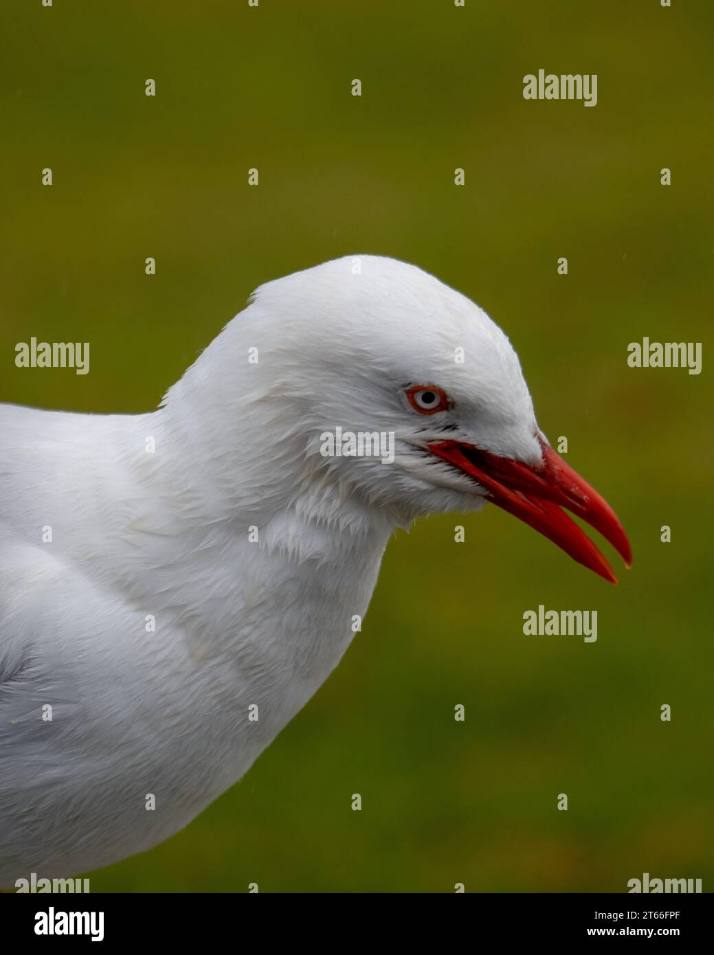 Seagull with its mouth open up close, Australian Silver Gull Stock ...