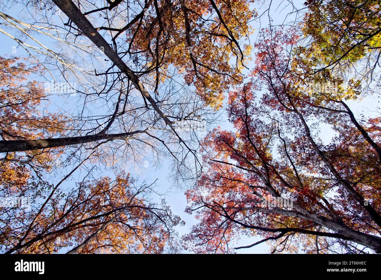 Fall trees with colorful leaves on a blue sky background. Photo was ...
