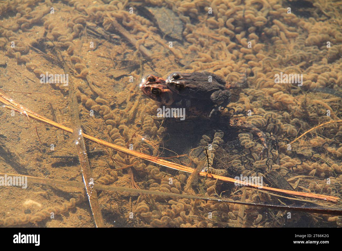 Frogs mating eggs hi-res stock photography and images - Alamy