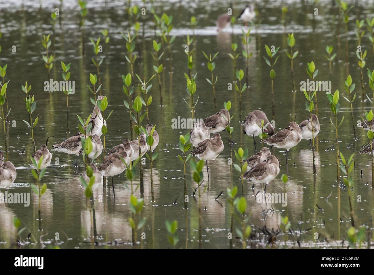 Animals live in mangrove hi-res stock photography and images - Alamy