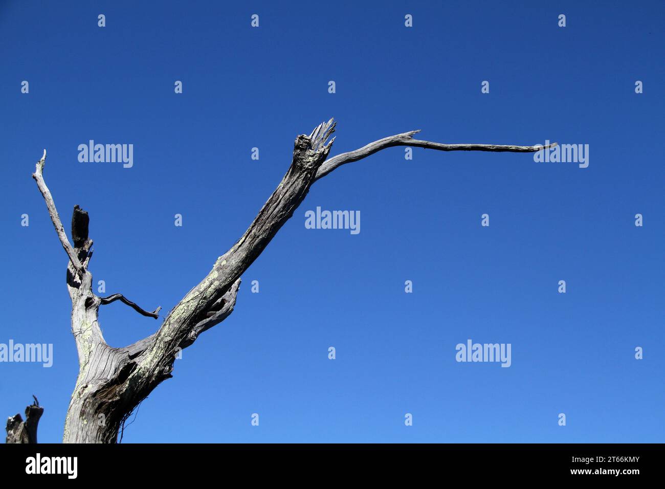 Dead standing tree hi-res stock photography and images - Alamy