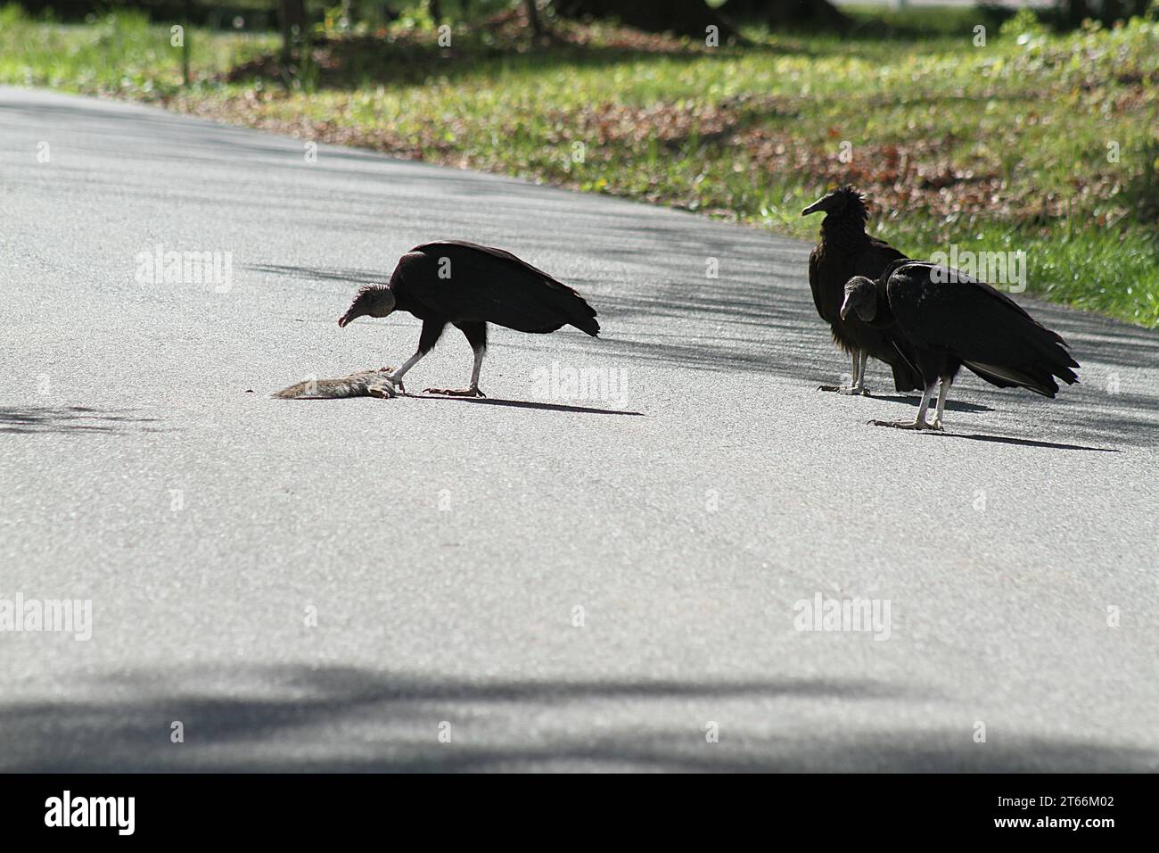 Turkey vultures feeding on a run-over squirrel on a neighborhood street ...