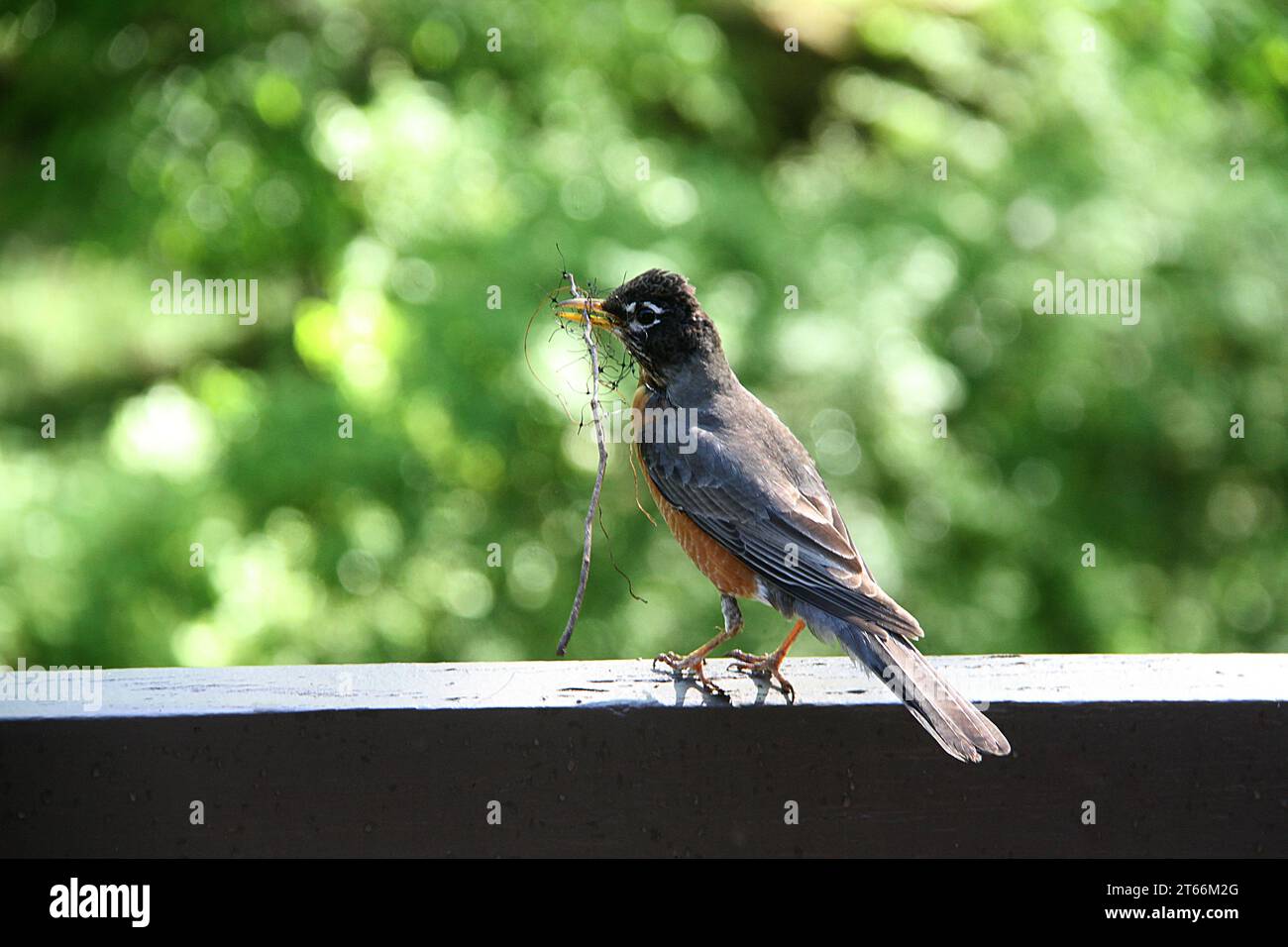 A robin bird carrying various materials (twigs, dry grass, a piece of a ...