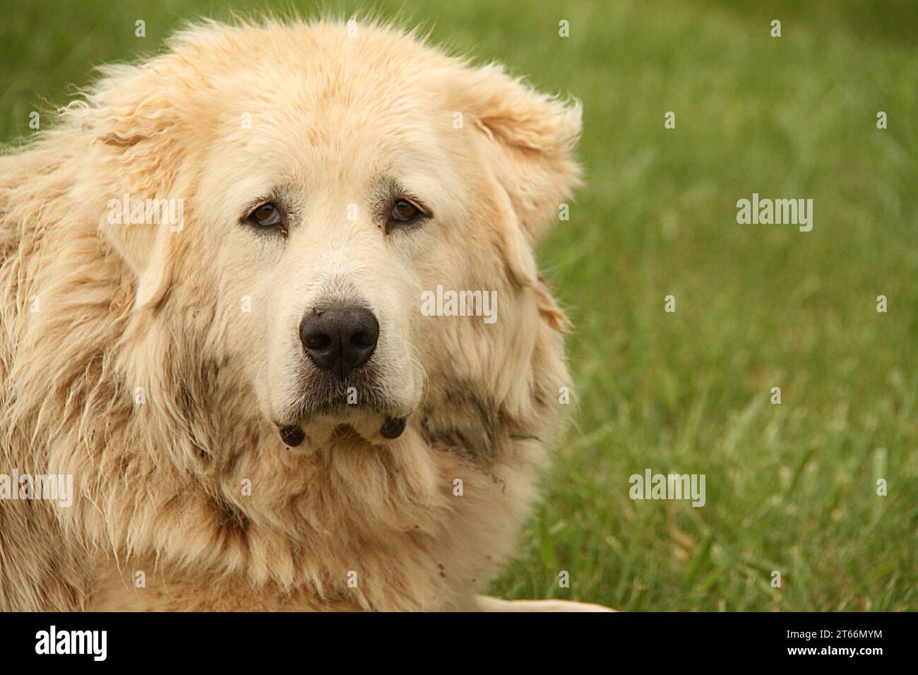 Dog with large eyes hi-res stock photography and images - Alamy