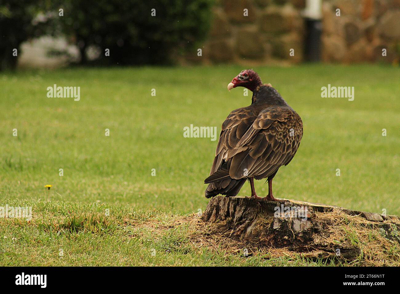 Close up vulture head sitting hi-res stock photography and images - Alamy