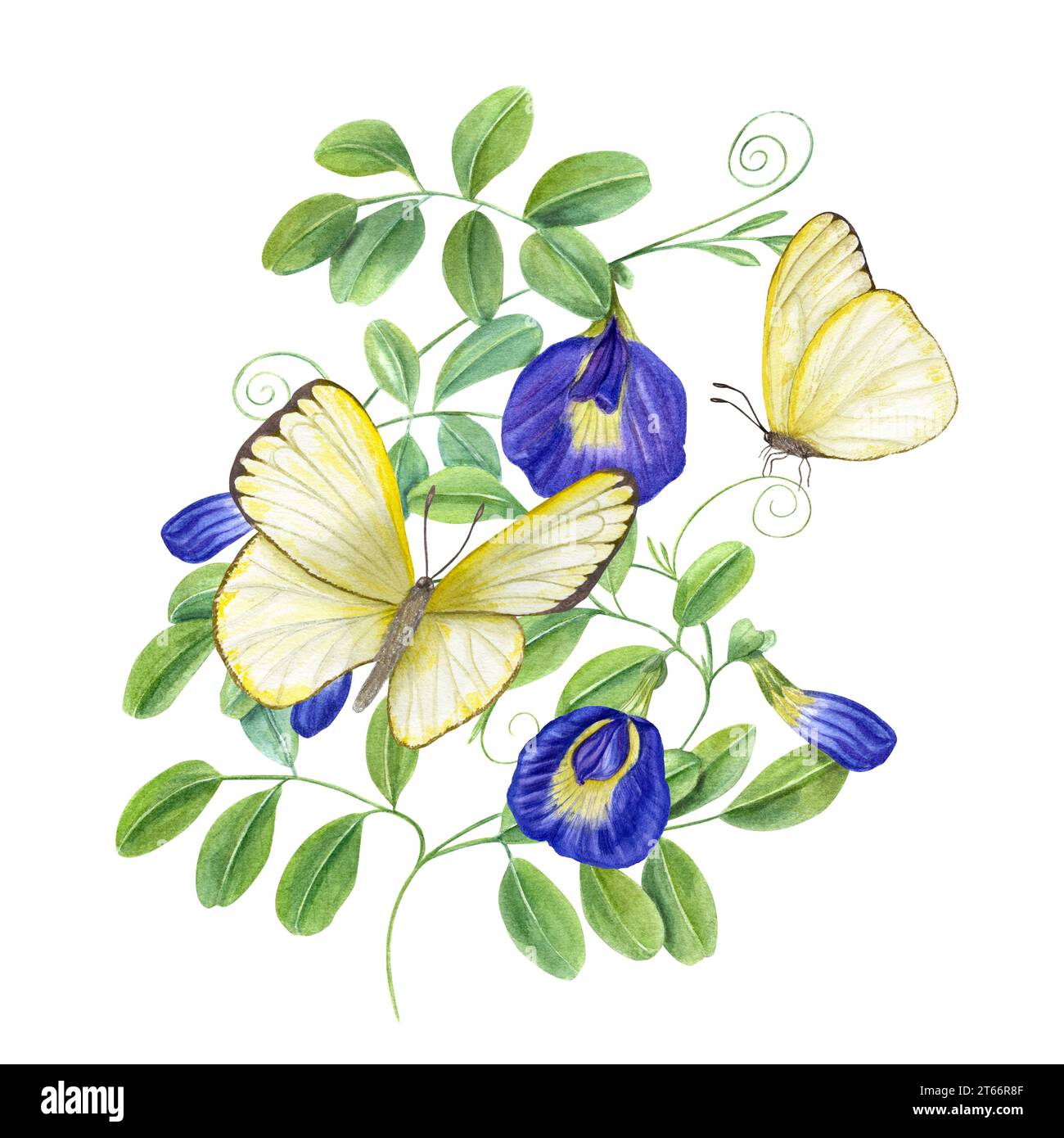 bending branches of blue clitoria ternatea and yellow butterflies ...