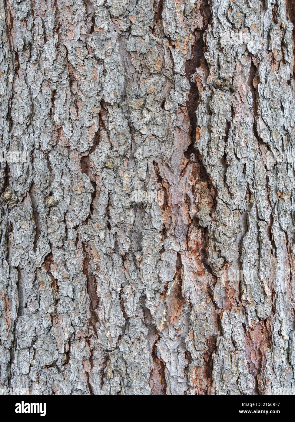 Bark texture and background of a old fir tree trunk. Detailed bark ...
