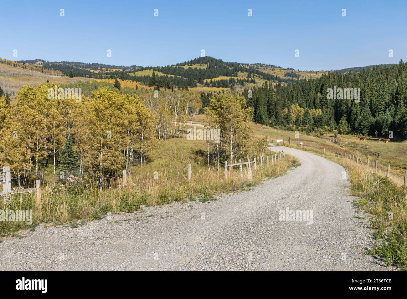 Alberta foothill landscape with approach to a ranche yelowish trees and ...