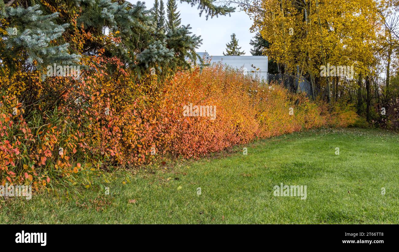 Cotoneaster hedge in fall season with red colored leaves Stock Photo ...