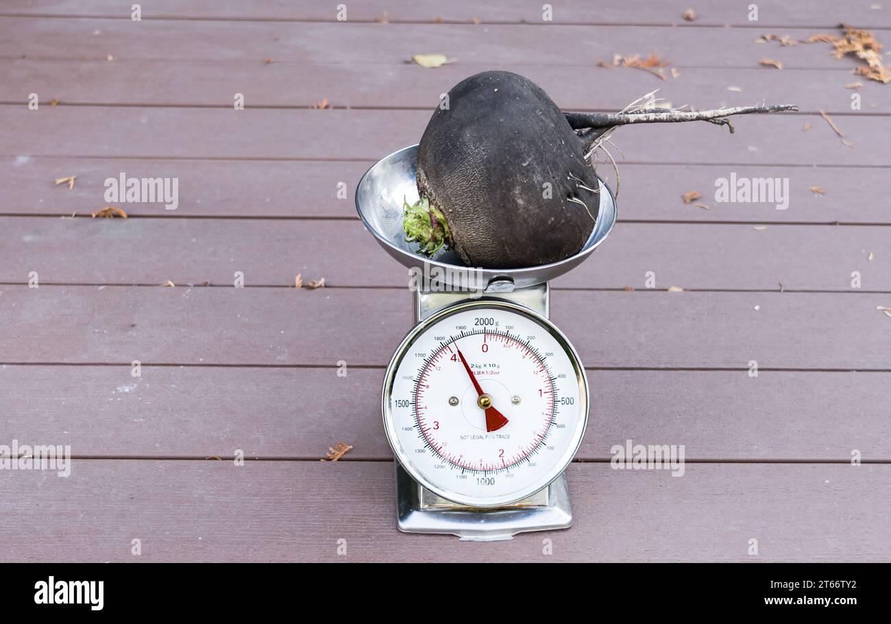 Black radish harvest champion root size on scale with compsite deck ...